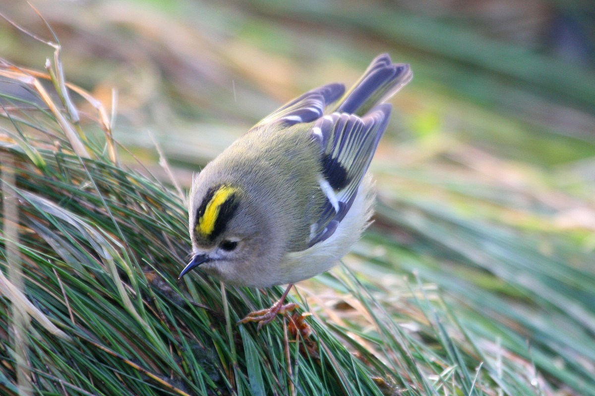 March Highlights – Shetland Community Wildlife Group