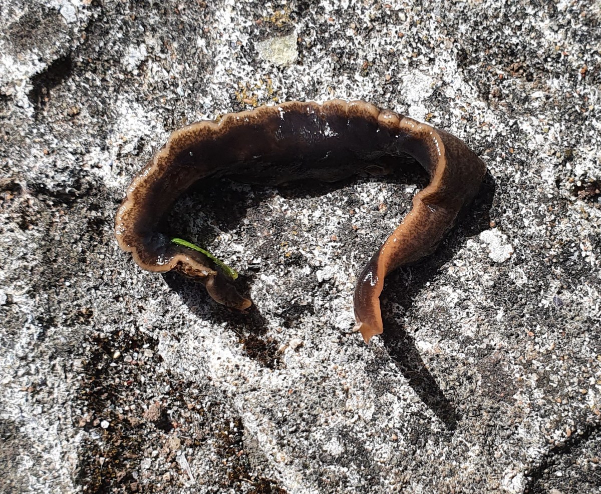 New Zealand Flatworm Survey 2020 – Shetland Community Wildlife Group