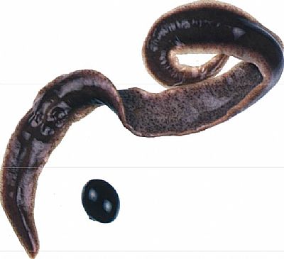 New Zealand Flatworm Survey 2020 – Shetland Community Wildlife Group