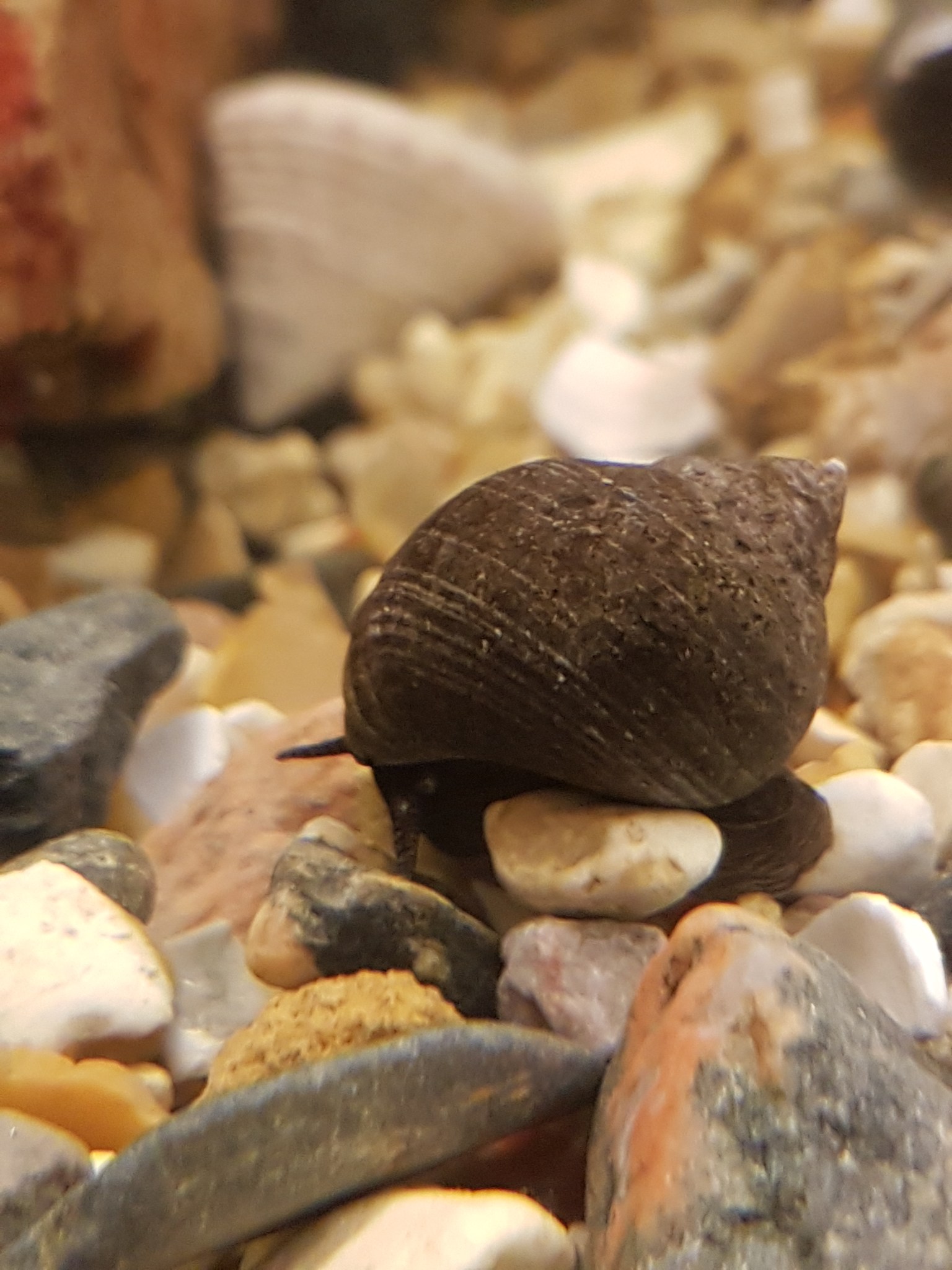 Inside a Shetland Rockpool – Shetland Community Wildlife Group