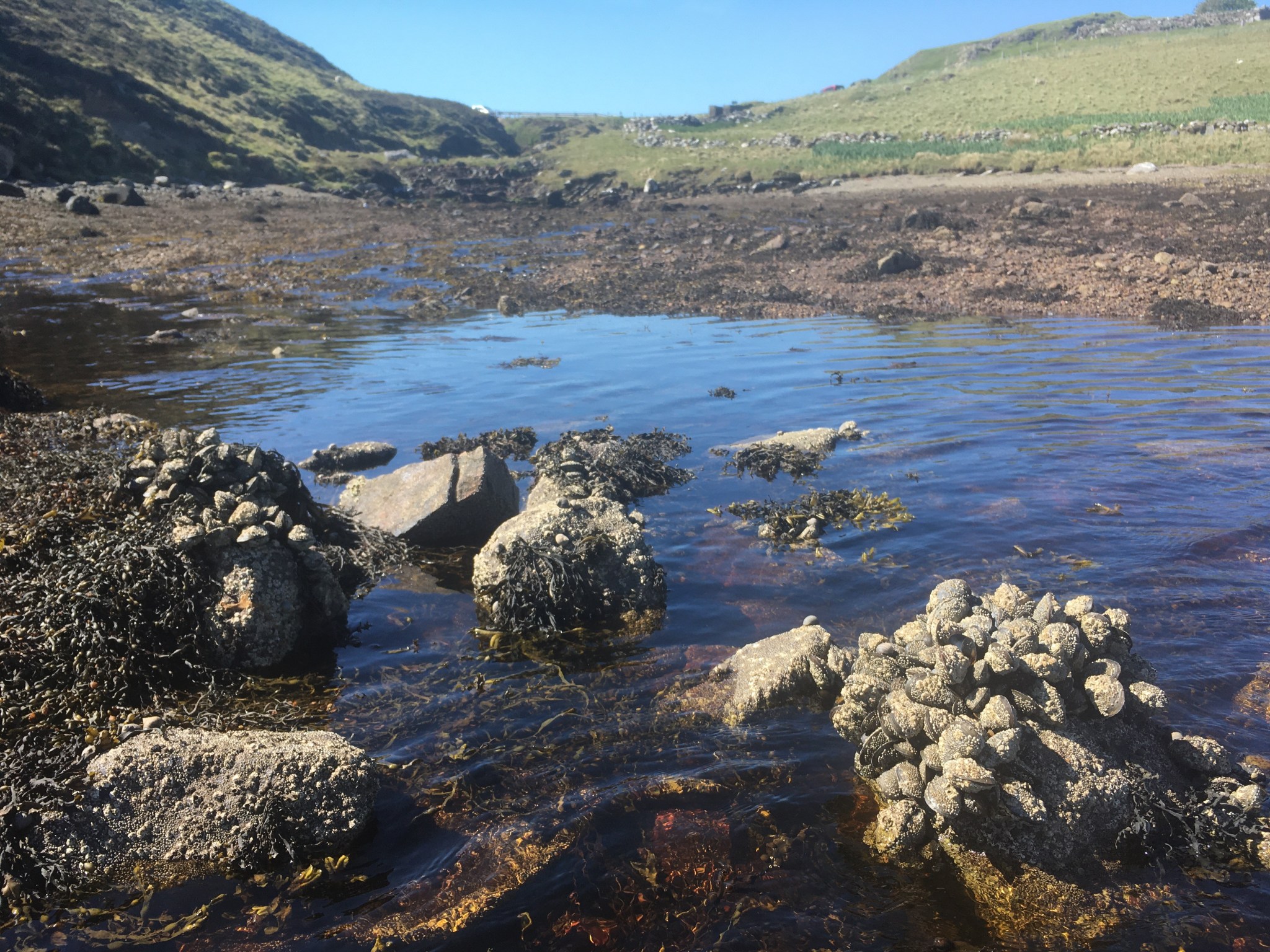 Inside a Shetland Rockpool – Shetland Community Wildlife Group