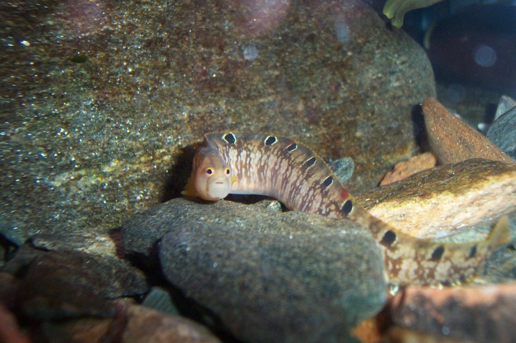 Inside a Shetland Rockpool – Shetland Community Wildlife Group