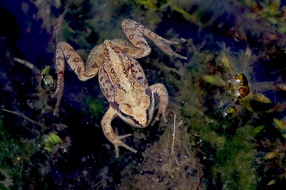 Summer Holiday Project #4- Build your own Hibernaculum – Shetland ...