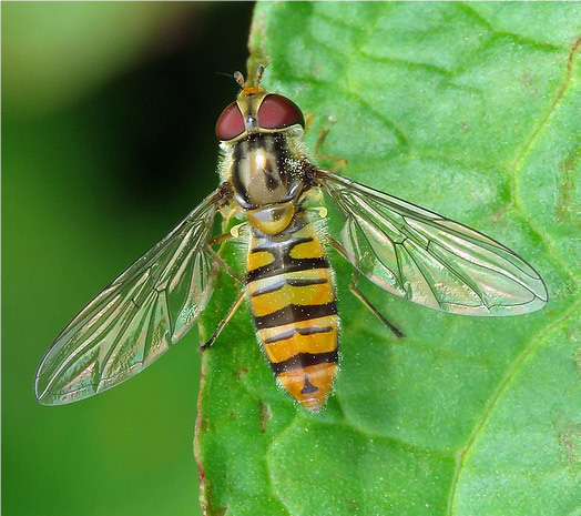 Delve into the World of Hoverflies…. – Shetland Community Wildlife Group