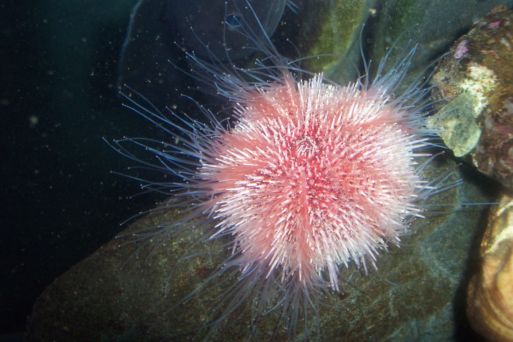 Inside a Shetland Rockpool – Shetland Community Wildlife Group