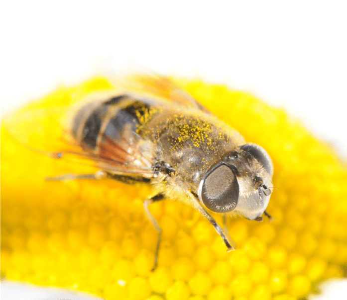 Delve into the World of Hoverflies…. – Shetland Community Wildlife Group