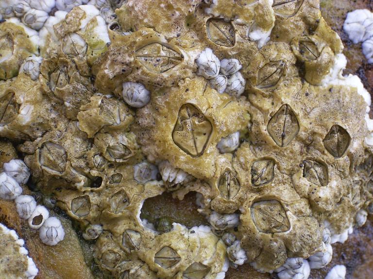 Inside a Shetland Rockpool – Shetland Community Wildlife Group