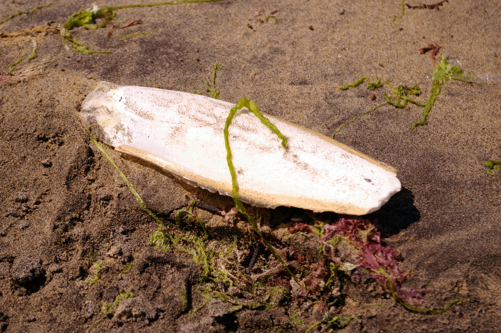 Secrets of the Strandline – Shetland Community Wildlife Group