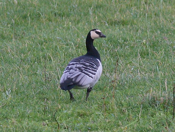 A Gaggle of Geese: ID tips for the geese of Shetland – Shetland ...