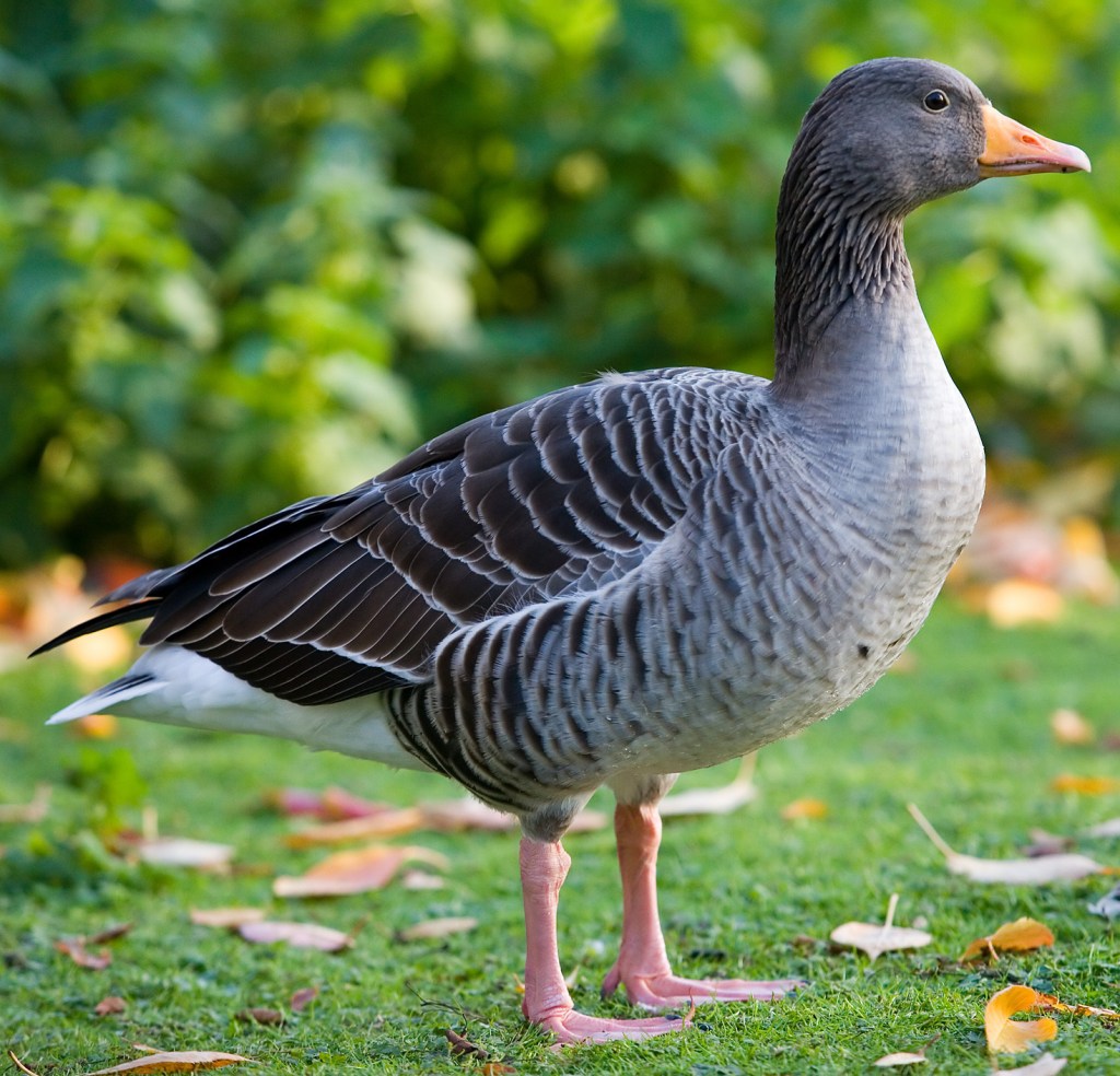 A Gaggle of Geese: ID tips for the geese of Shetland – Shetland ...