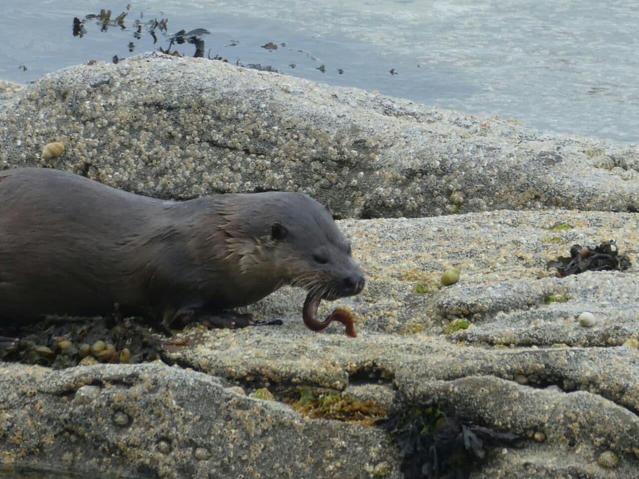 Otter Eye View – Shetland Community Wildlife Group