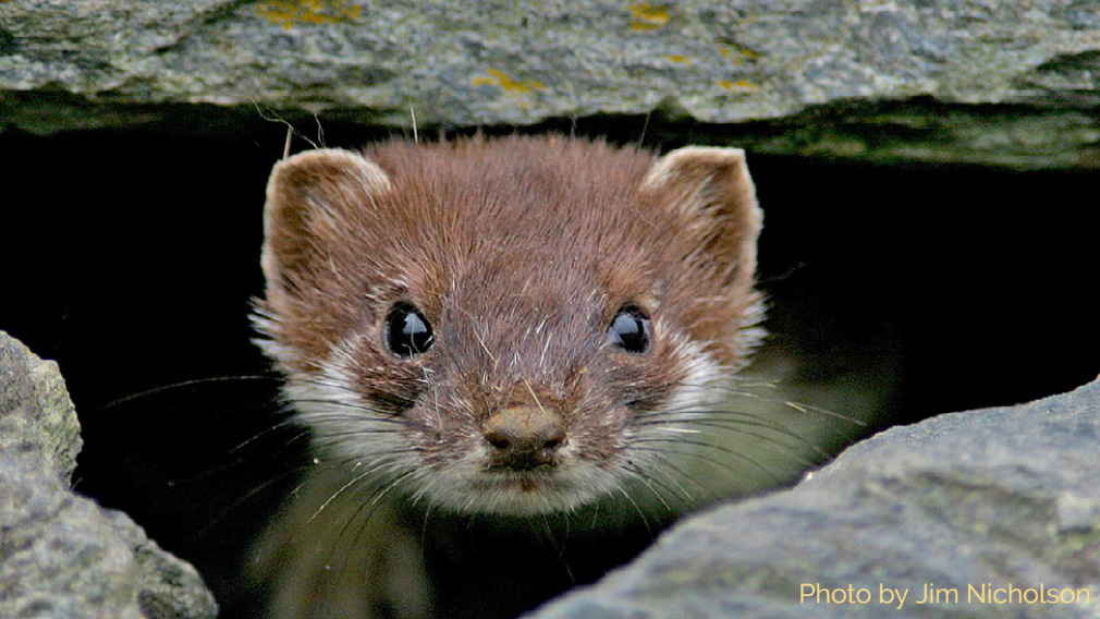 Introduced animals in Shetland – Shetland Community Wildlife Group