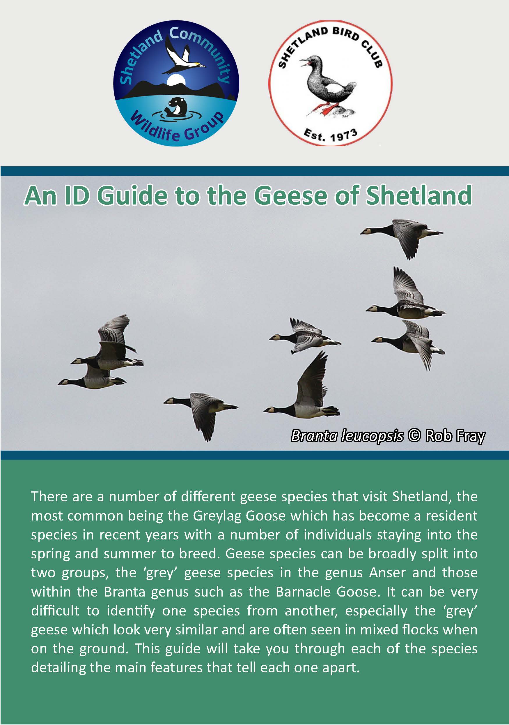 A Gaggle of Geese: ID tips for the geese of Shetland – Shetland ...